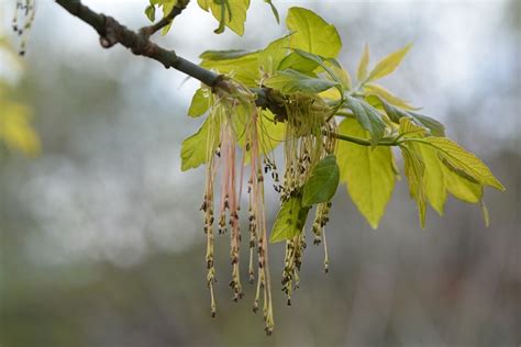 Spring Maple Tree Free Photo On Pixabay