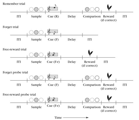 3 Exam Learning And Conditioning Extinction And Stimulus Control Flashcards Quizlet