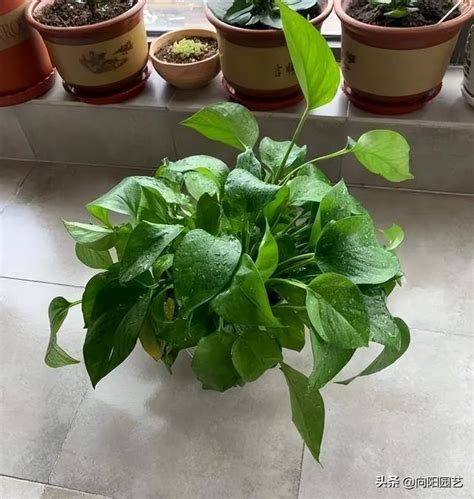 7種綠植適合新手花友養護價格便宜擺在陽台就能養活 每日頭條
