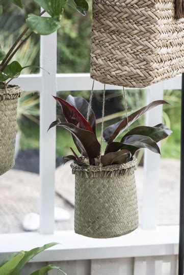 Buy Hanging Basket W Jute String Online