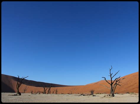 Just Jump Oh And Hang On Namibia Part 2 A Forest Frozen In Time