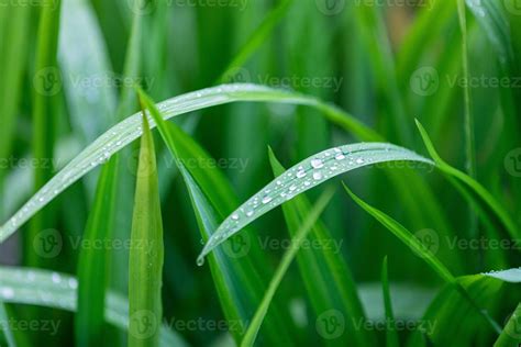 Green Grass With Dew Drops Close Up Nature Background 55093732 Stock