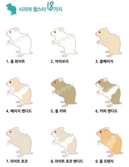 햄스터 종류 및 분양 방법 알아보기 D 네이버 블로그