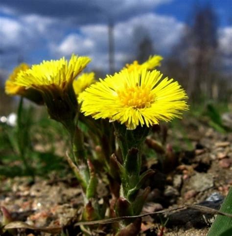 Блог Комарницької Світлани Орестівни ФІТОТЕРАПІЯ