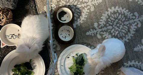 So Far Yet So Close Album On Imgur