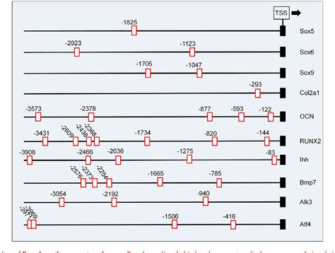 Figure 2 From The Roles Of Runx1 In Skeletal Development And Osteoarthritis A Concise Review
