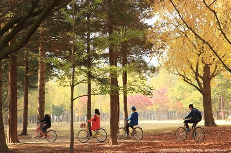 11월 춘천 남이섬 낙엽이 물들어 가는 남이섬에서의 힐링 여행과 자전거 타기
