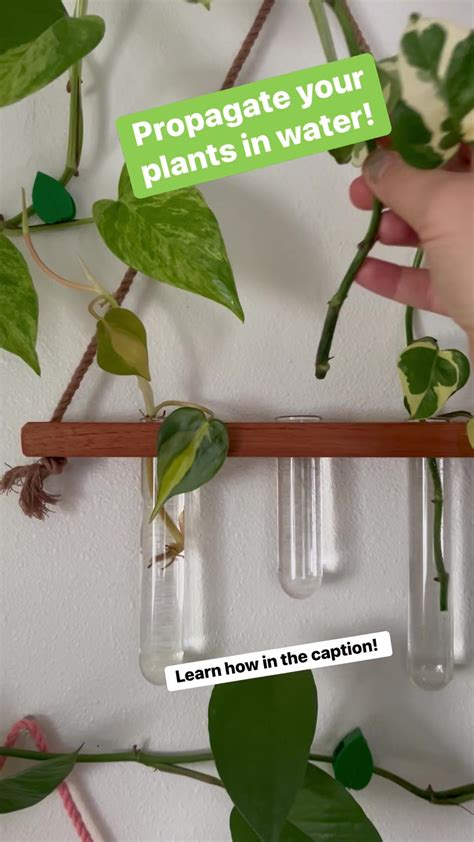 easy steps for propagation 🌱cut your plant between nodes nodes are