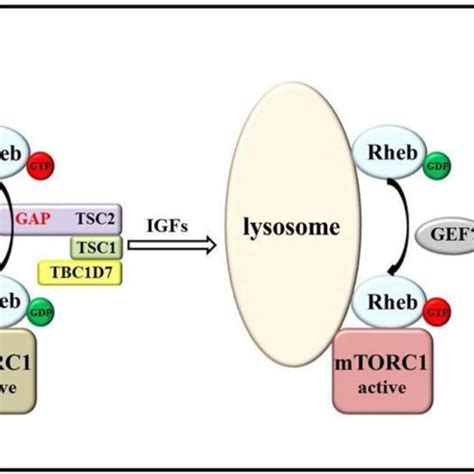 Model Of Mtorc1 Activation By Amino Acids Rheb Binds To Fkbp38 And