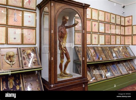 Florence Italy Collection Of 18th Century Wax Anatomical Models At La
