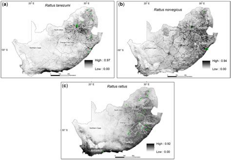 the projected invasive range of a r tanezumi b r norvegicus and