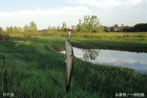路亞黑魚如何找標點分享四個技巧 每日頭條