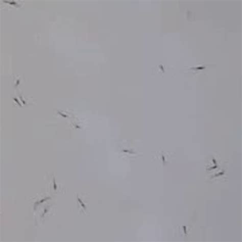 Shrimp Seed Detection Object Detection Dataset By Benur Deteksi