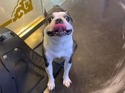 보스턴테리어 망치 이탈리아그레이하운드입양 치와와입양 폼스키입양 폼치입양 폼피츠입양 푸숑입양 고양이입양 랙돌입양 러시안블루입양 먼치킨입양 브리티쉬숏헤어입양 노르웨이숲입양 뱅갈