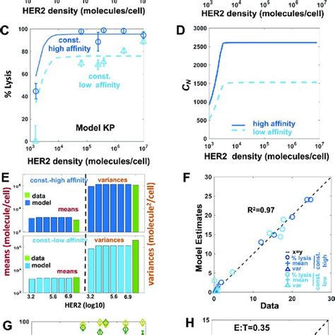 Protein Abundance Structured Population Dynamic Model For Car T Cell