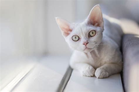 16 Small Cat Breeds That Look Like Cuddly Kittens Forever