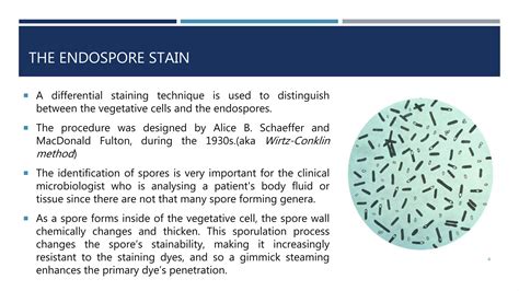 Spore Staining Pptx