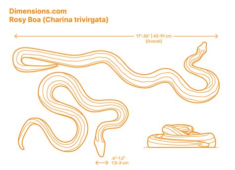 Reticulated Python Malayopython Reticulatus Dimensions And Drawings