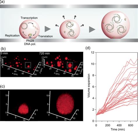Self Growing Protocell Models In Aqueous Two Phase System Induced By Internal Dna Replication