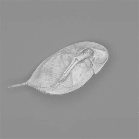 Microscopía Electrónica Ceab