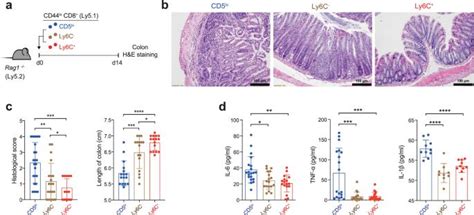이길우 On Linkedin Developmental Self Reactivity Determines Pathogenic Tc17 Differentiation…