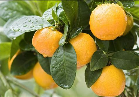 Ammolite Wiki Steven Universe Amino