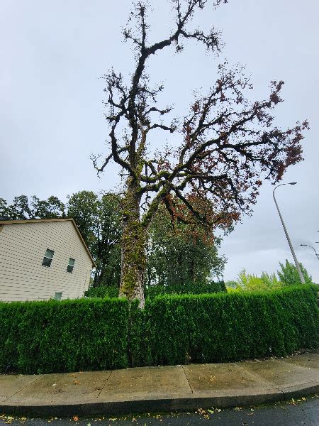 Report 5607 Report Mediterranean Oak Borer Xyleborus Monographus