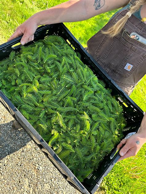 huckleberry spruce tip the story behind the syrup simple goodness sisters