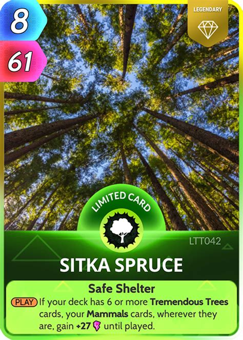 Sitka Spruce