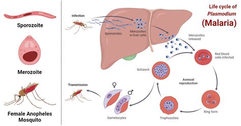 Malaria Plasmodium A Level Biology Revision Notes