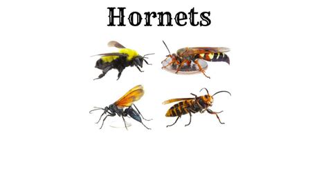 Do Wasps Or Hornets Make Honey What Do Wasps Do