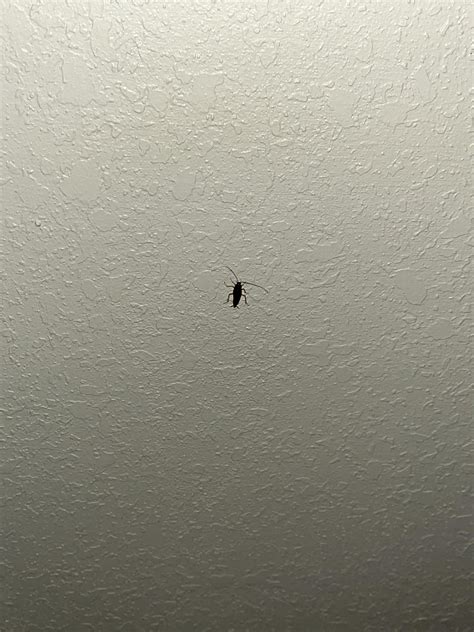 What Kind Of Roach Hotel Va Us Rwhatisthisbug