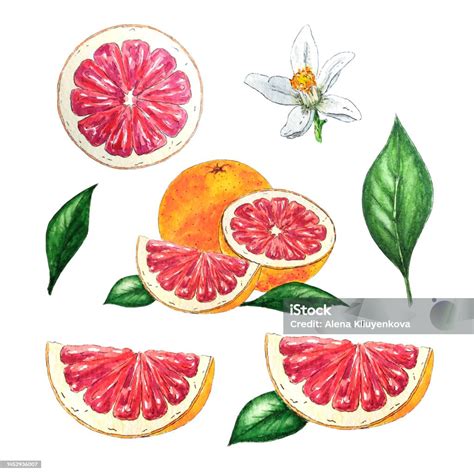 수채화 자몽 또는 레드 오렌지 슬라이스와 잎 휴일 결혼식 및 음식 디자인에 사용하기 위해 식물 스타일로 손으로 그렸습니다 열대 감귤류 꽃 수채화에 대한 스톡 벡터 아트 및