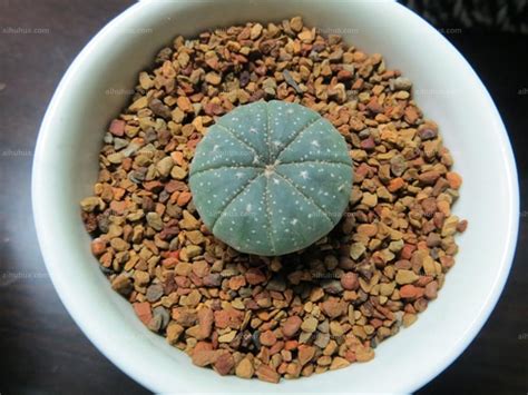 星兜图片星兜盆栽图片大全 花卉网