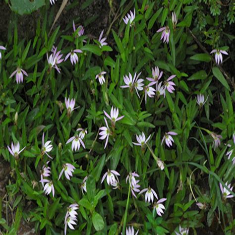 细米草 细米 细米菜 大山谷图库