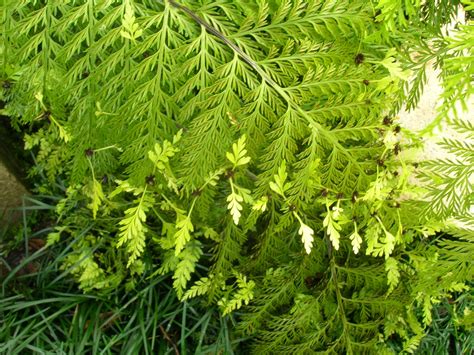 Asplenium Bulbiferum Hen And Chickens Fern Mother Fern Mother