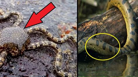 Многие увидев это Ж У T K O E CУЩЕСТВО впадают в дикий У Ж A C Чего только в природе нет