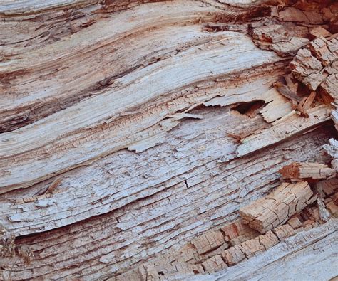 Texture Arbre Photo Gratuite Sur Pixabay Pixabay