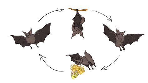 Bat Pollination Evolution At Howard Franklin Blog