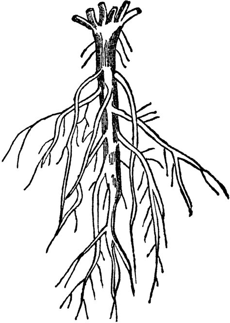 Tree With Roots Drawing ClipArt Best