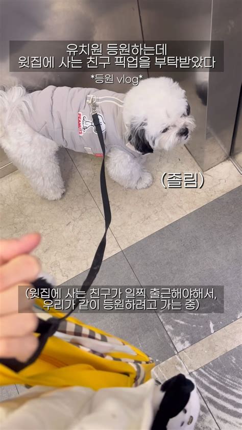 포차코 오늘 유치원에서 끝내주는 하루를 보내고 온 강아지 Instagram