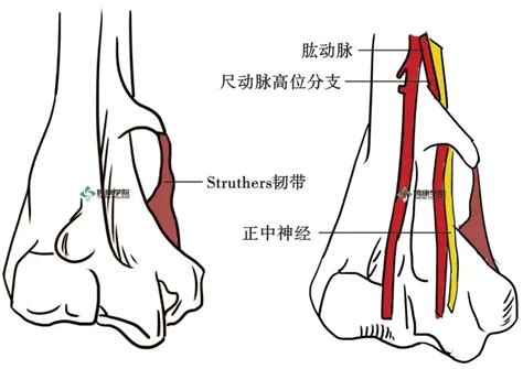 【汇总】上肢神经易卡压点解剖和评估 Medsci