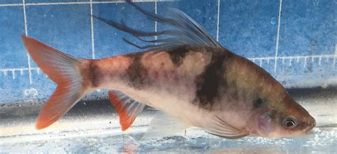 Arulius Barb Goliad Farms