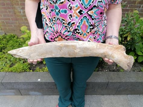 Woolly Mammoth Fossil Bone Mammuthus Primigenius No Reserve Price Catawiki