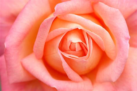 Examples Of Fill The Frame In Photography Webframes Org