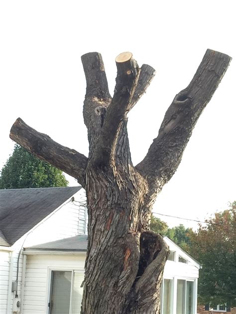 Improper Pruning Can Destroy Your Trees Wood Acres Tree Specialists LeafNotes