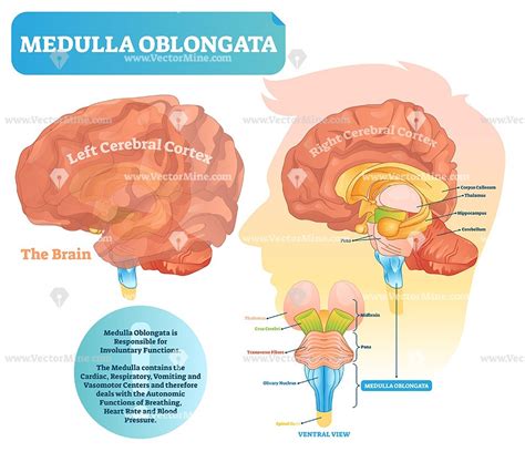 Medulla Oblongata Anatomical Brain Vector Illustration Diagram Vector Illustration Cerebral