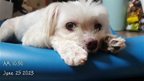 할아버지 집에 가서 강아지들이랑 놀고 집에 들어온 아기고양이도 보살펴주고 봉사활동도 했던 느긋했던 날들 Youtube