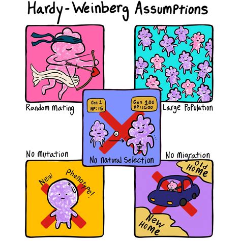 Hardy Weinberg Principle — Overview And Equation Expii