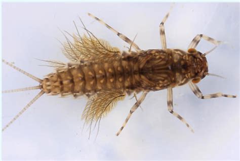 Lab Stream Assessment Aquatic Insects Pt Flashcards Quizlet